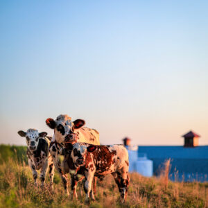 Kate's | Maine Homemade Butter | Grass-Fed Dairy
