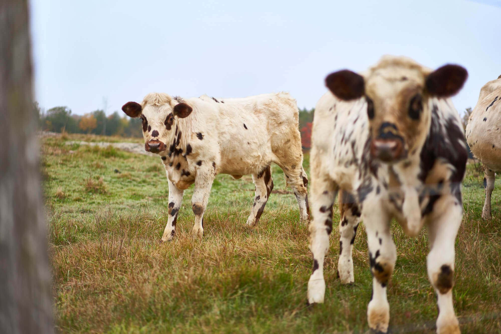The Kate's Way | Kate's Butter | Maine Homemade Butter